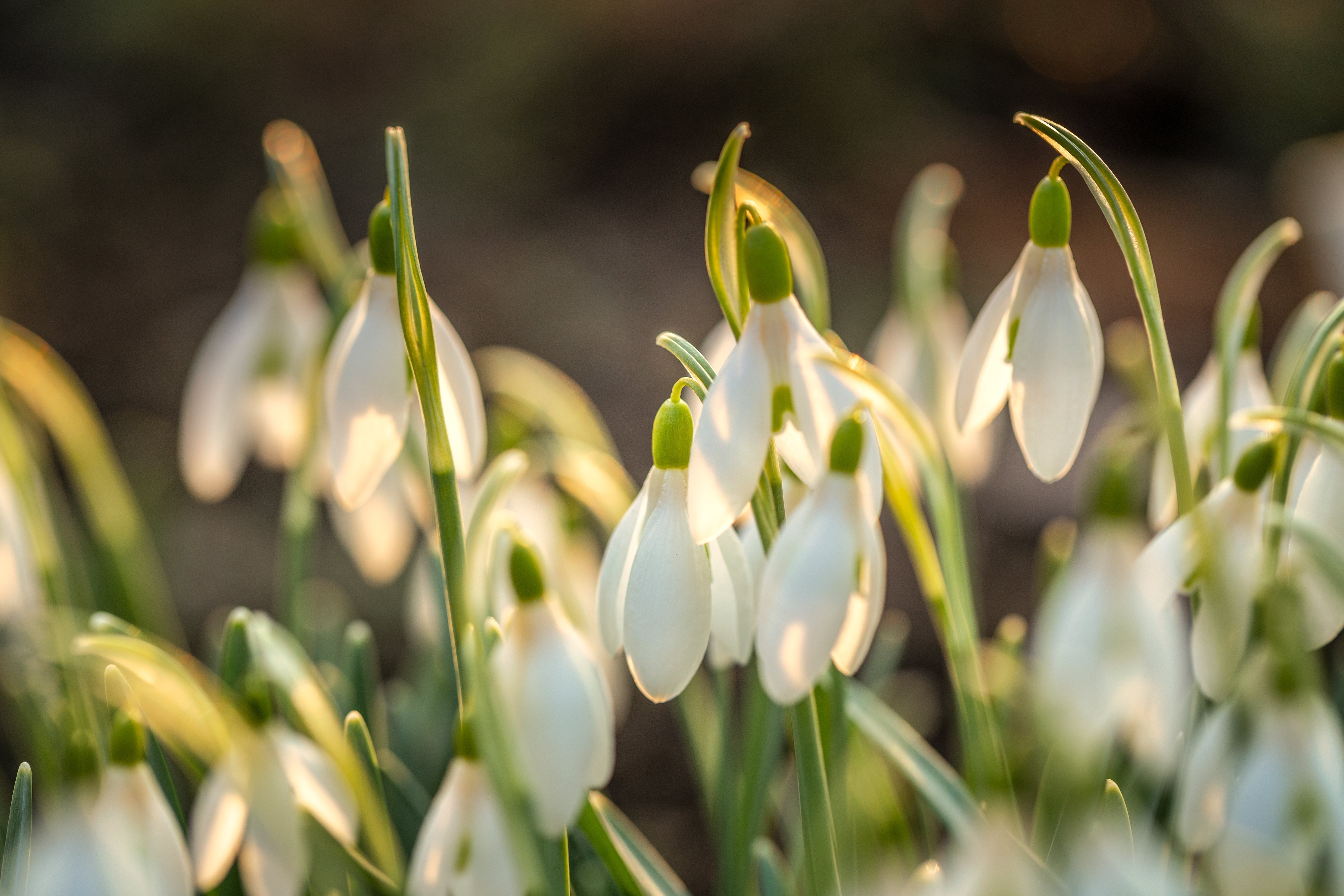 Snowdrop: Bottling a Seasonal Moment – GROVE England